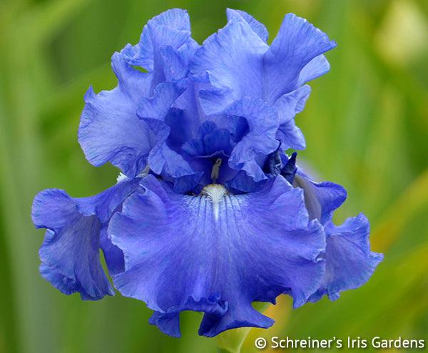 Blue Bearded Iris Flower