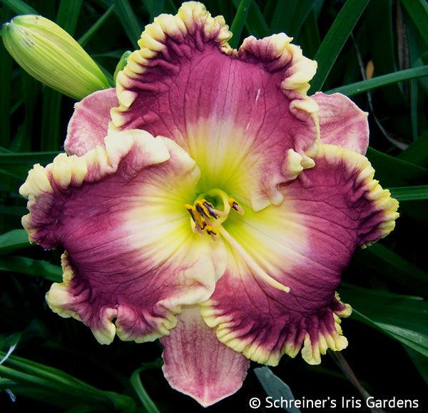 Bells Daylily Garden Fasci Garden