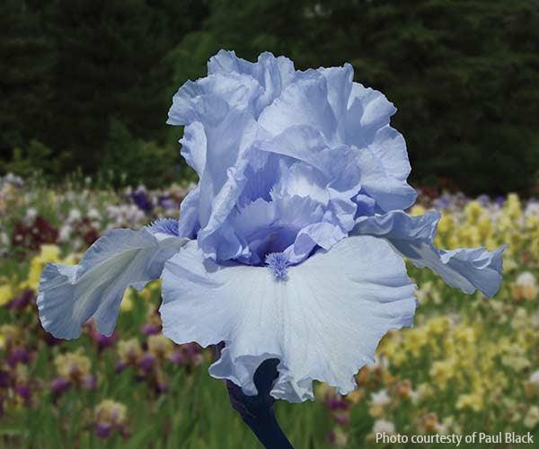 Blue Bearded Iris Flower